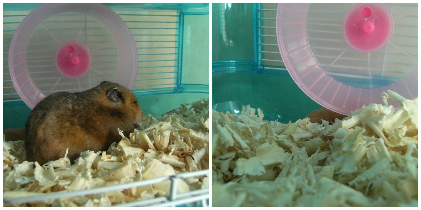 Biologia, conocimientos para tu vida.: Tips para hamster (La rueda)
