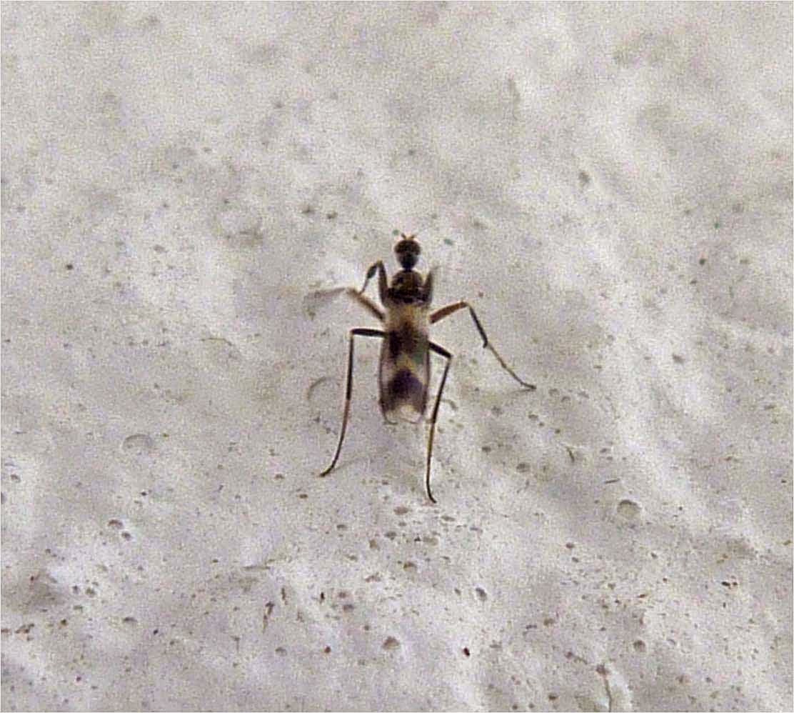 Insects of Scotland: Dance/Dagger Flies