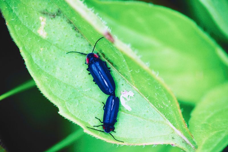Nature: Observations and Meanings: Firefly (Lightning Bug) Family ...