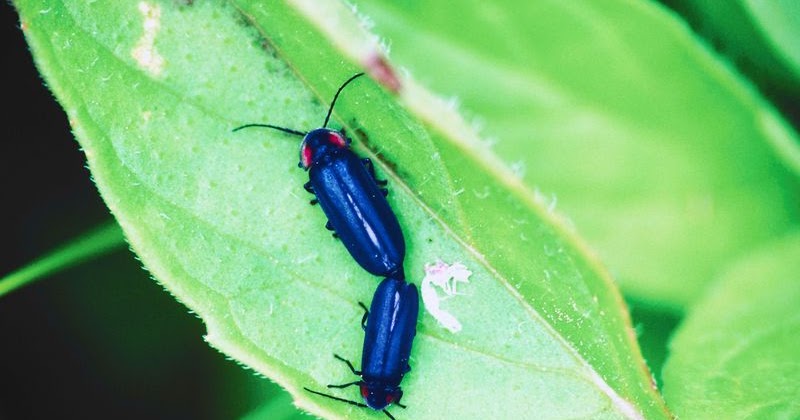 Nature: Observations and Meanings: Firefly (Lightning Bug) Family ...