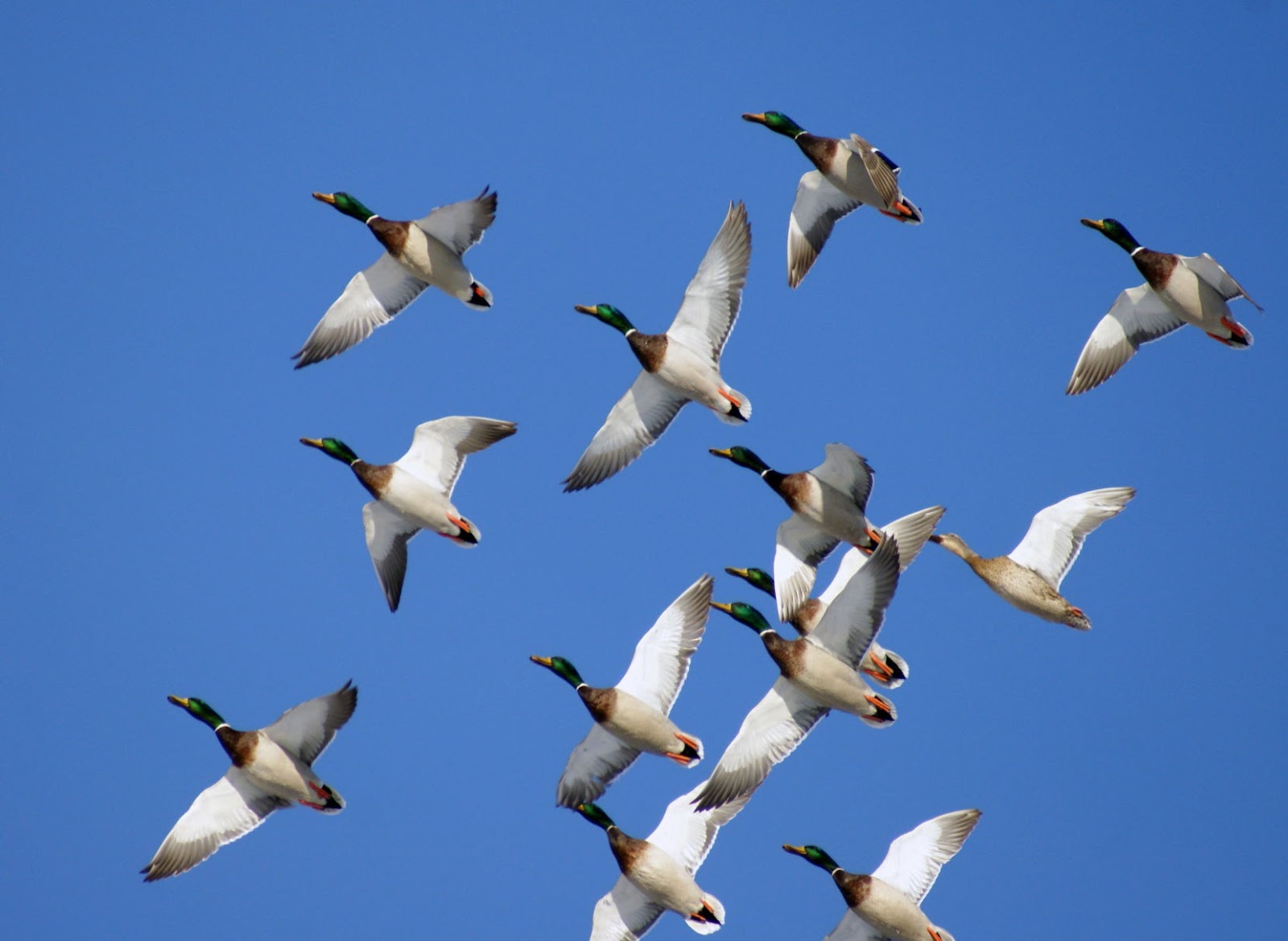 Northwood Park New Hope: Birds in Flight
