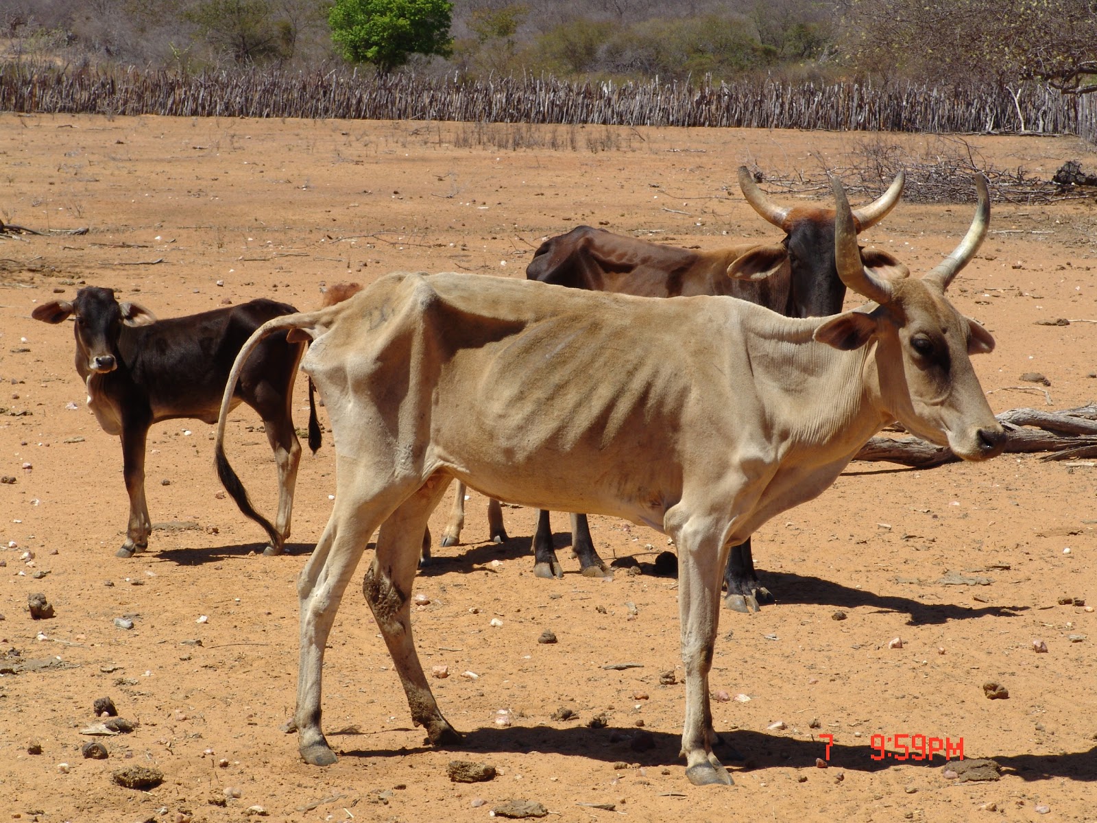 Foto De Cavalo Magro - LIBRAIN