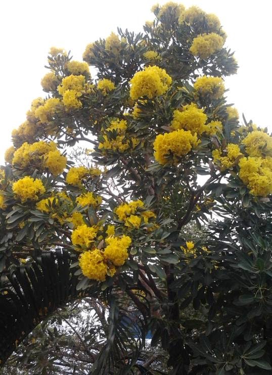 20 Best Movies with Killer Plants and Trees |Top2040