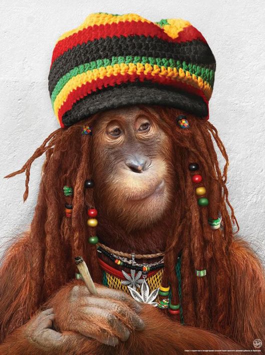 Cool Monkey Fashion Pictures ~ Amazing Funny Worlds