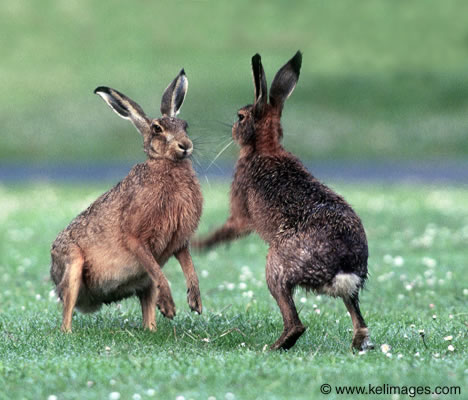 The Beauty Of The Hare