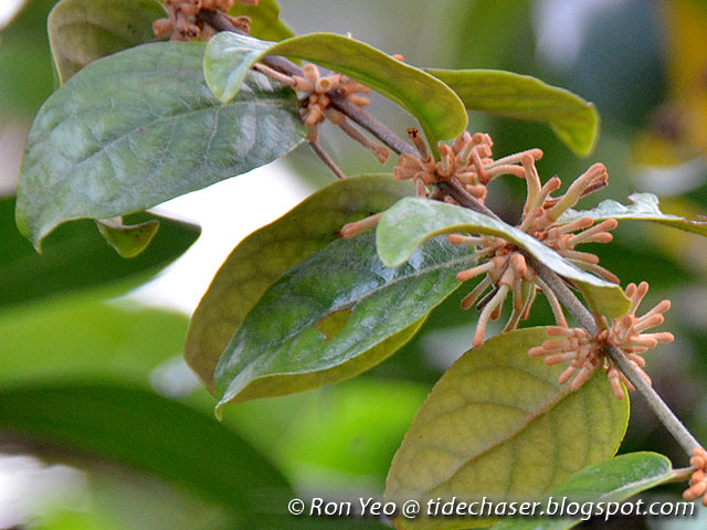 tHE tiDE cHAsER: Mistletoes of Singapore