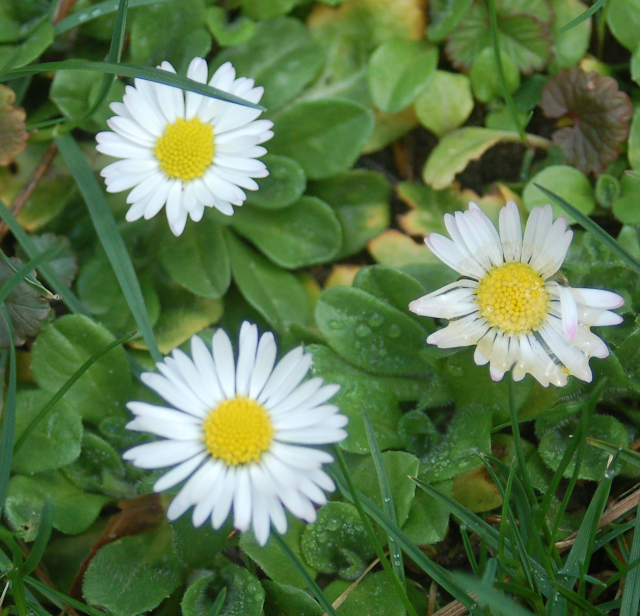 Michigan Wildflowers 2013