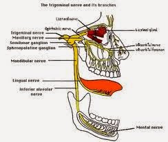 Medical Treatment Pictures-for Better Understanding: Glycerol Injection ...