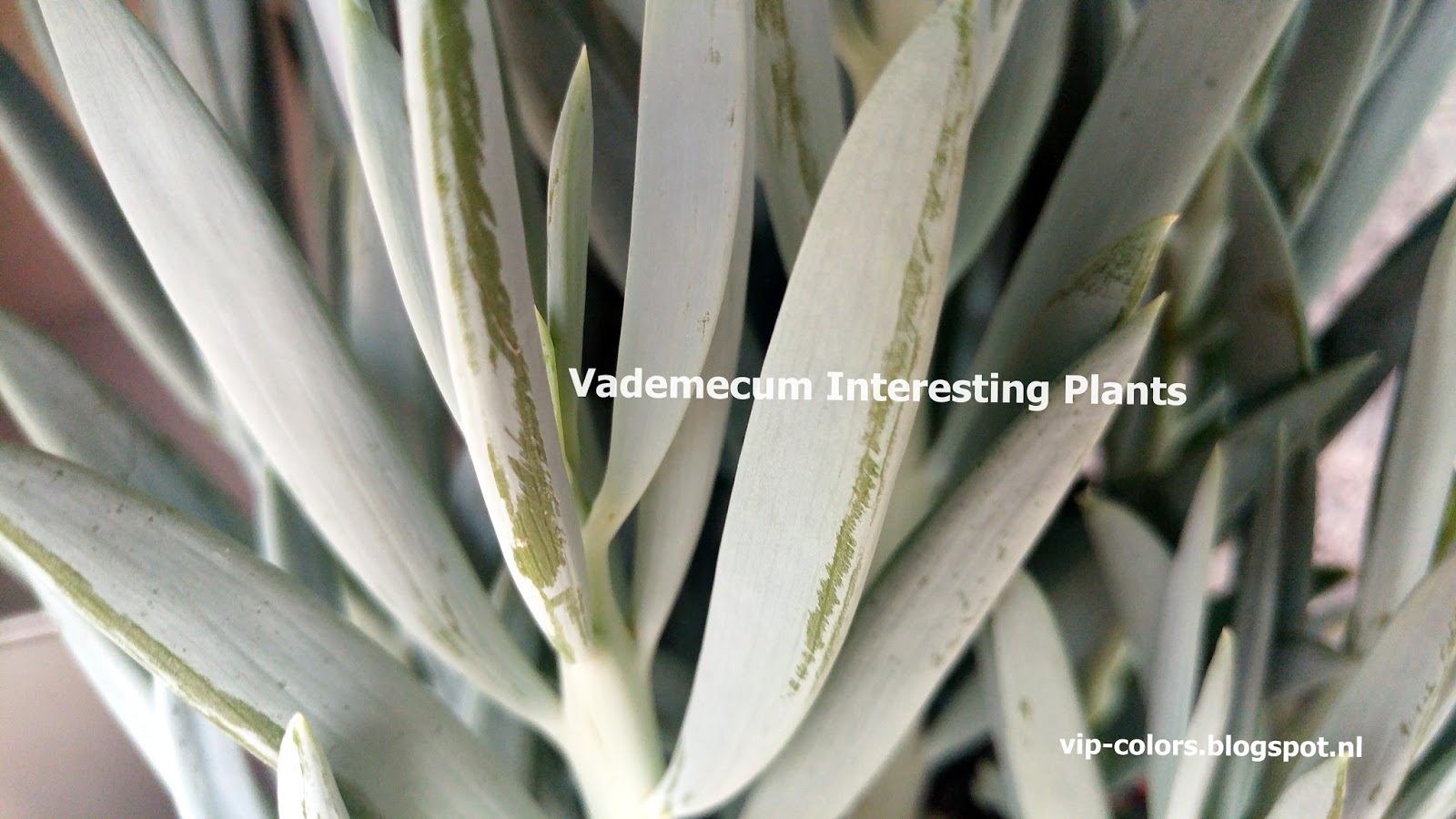 Vademecum Interesting Plants: Senecio aquarine - (Starzec aquarine)