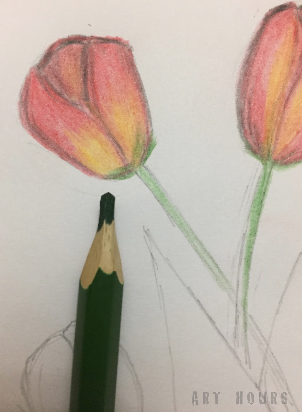 ArchGuide: Sketching Tulips - Pencil Shading Guide