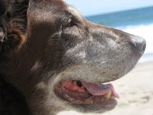 The Hungry Dog: Simran's chicken biryani