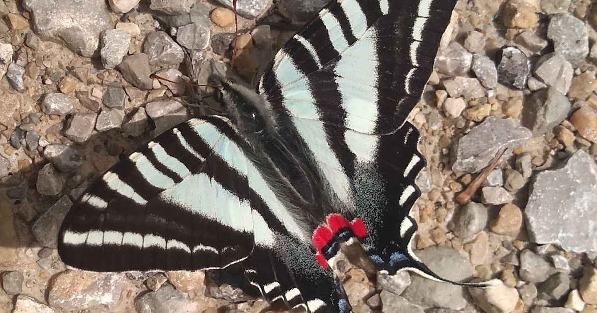 Divinebunbun's Rugged Rural Missouri: Protographium Marcellus