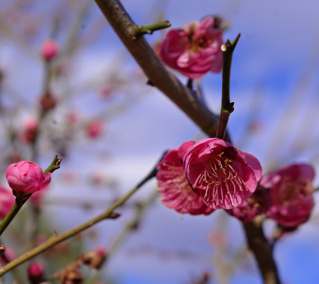 sweetbay: Blooming Friday~ The very beginning of spring