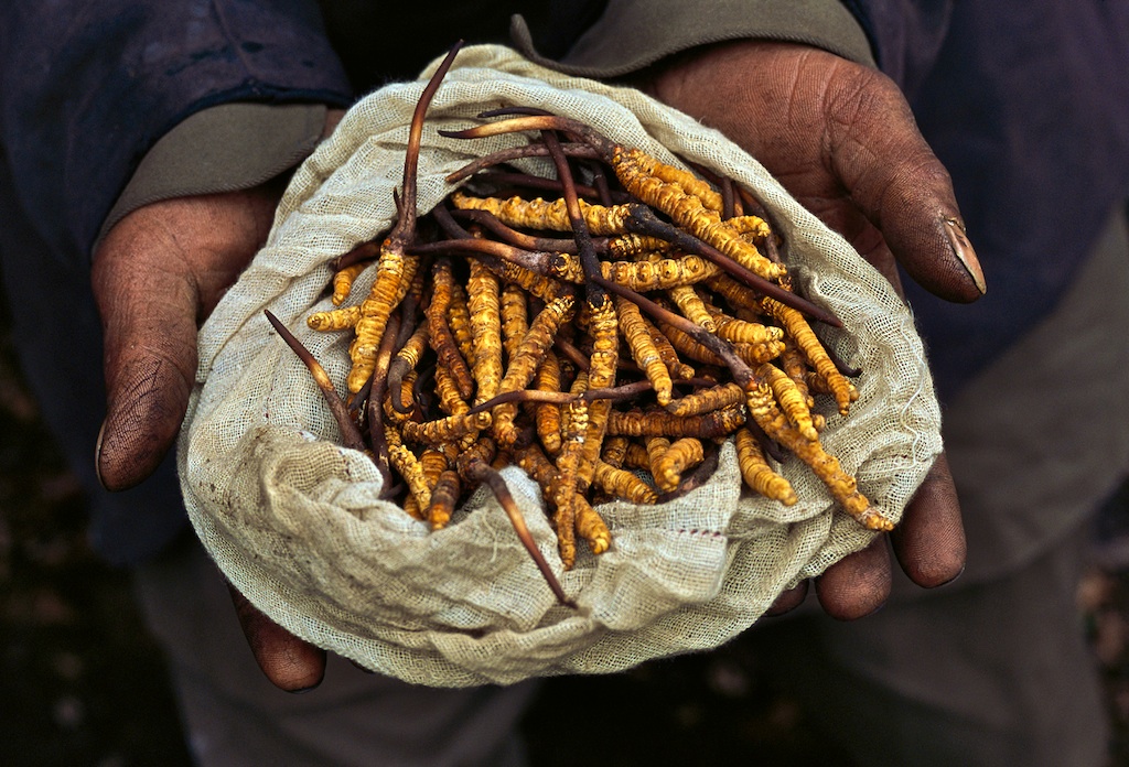 Yarsagumba: The Himalayan Gold: Yarsagumba ( Ophiocordyceps Sinesis)