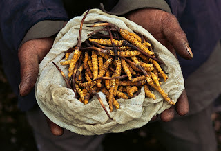 Yarsagumba: The Himalayan Gold: Yarsagumba ( Ophiocordyceps Sinesis)