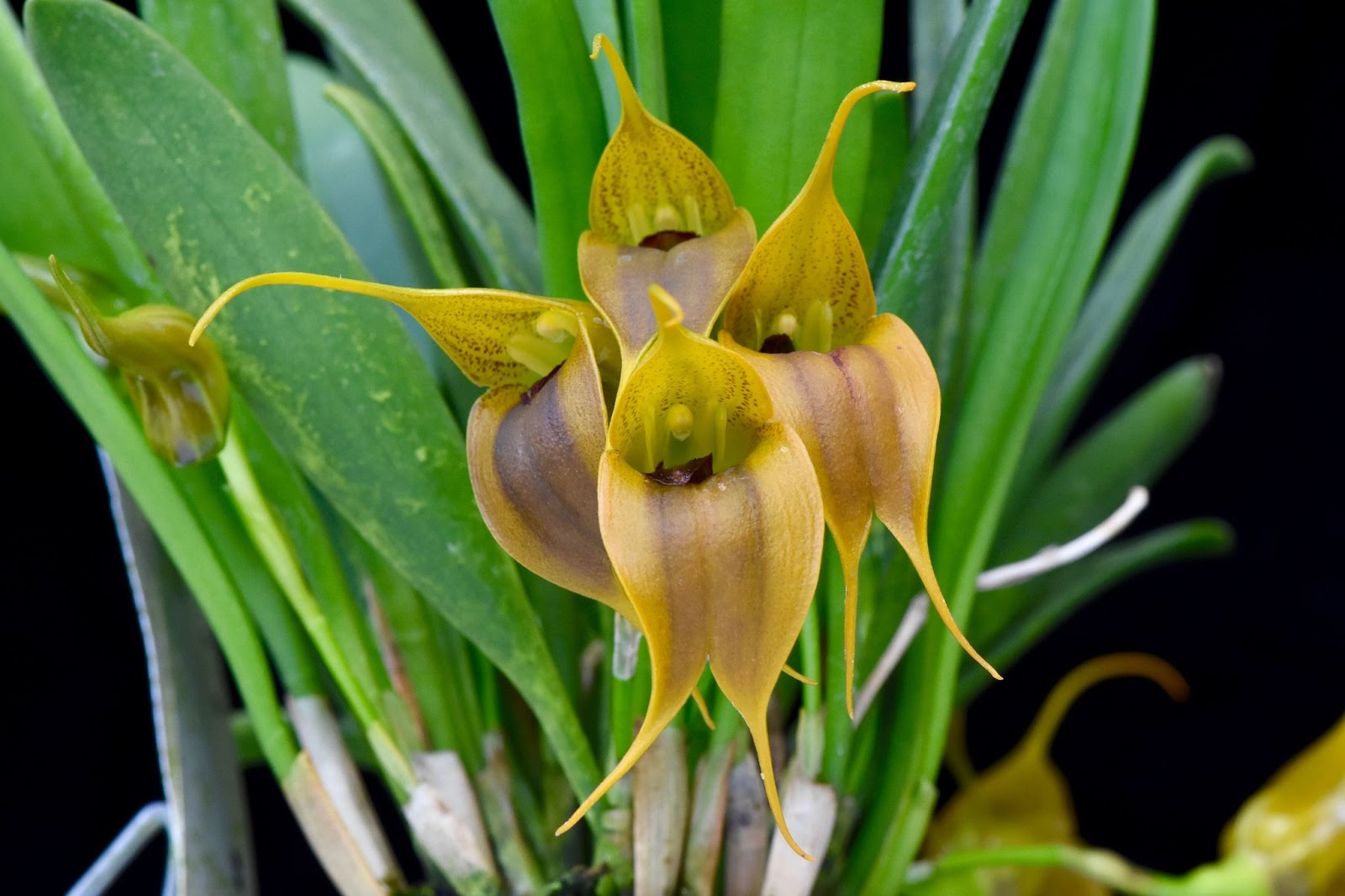 Masdevallia velifera care and culture | Travaldo's blog