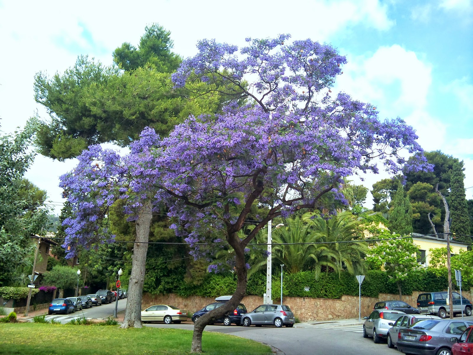 Árboles con alma: Jacarandá. Xicranda. (Jacaranda mimosifolia)