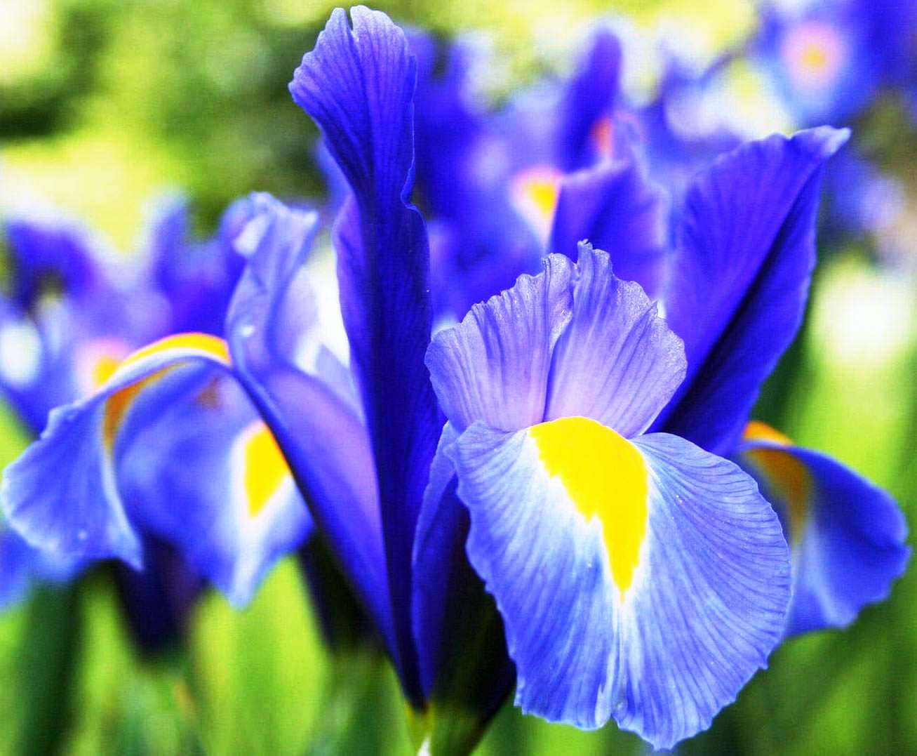 National Flower of Algeria