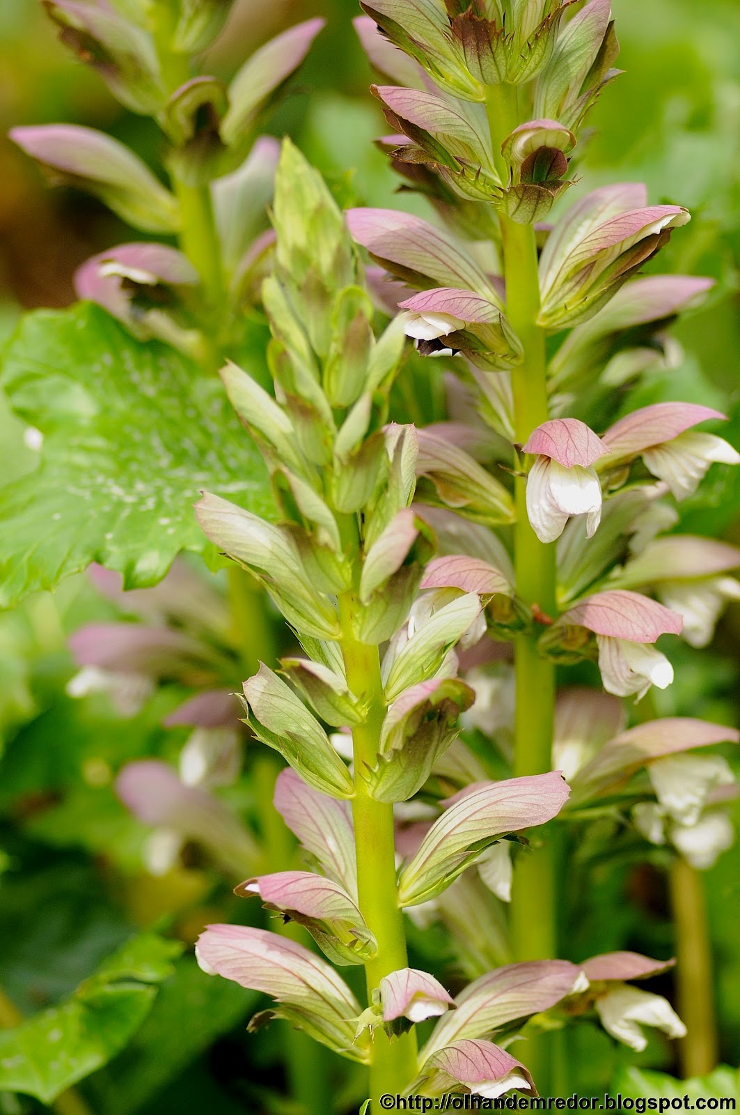 olhandemredor: Acanto (Acanthus mollis)