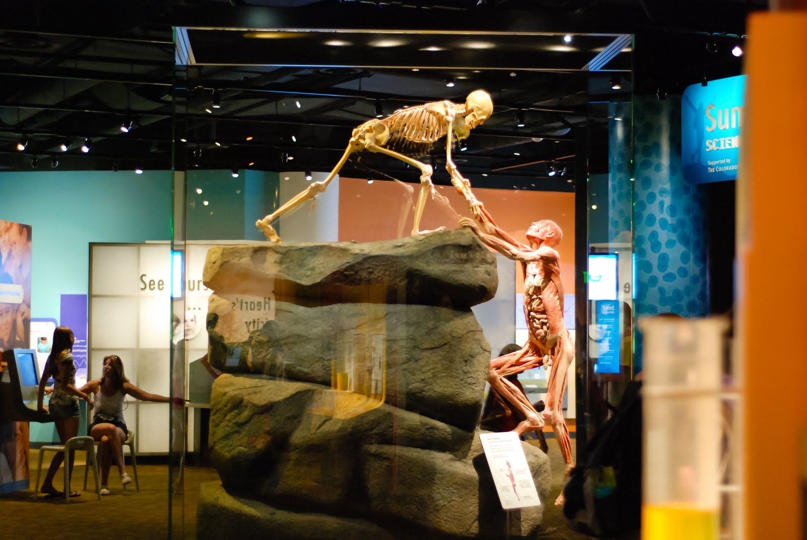The Berry Blog: Denver Trip - Museum of Nature and Science - Human Body ...