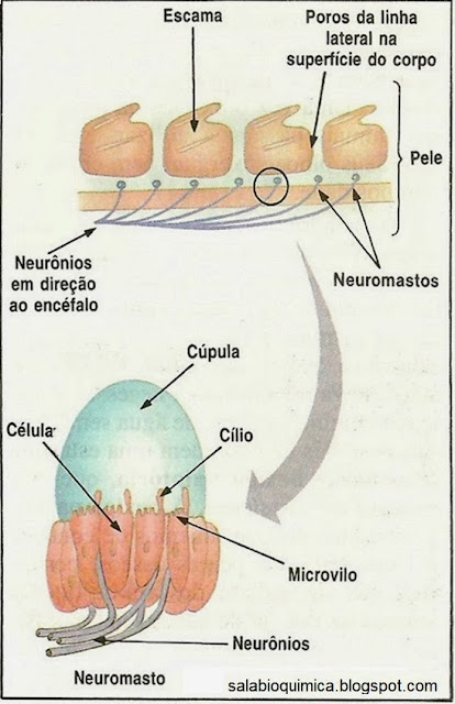 Fisiologia Animal Comparativa e Humana: Tubarões: ótimos caçadores