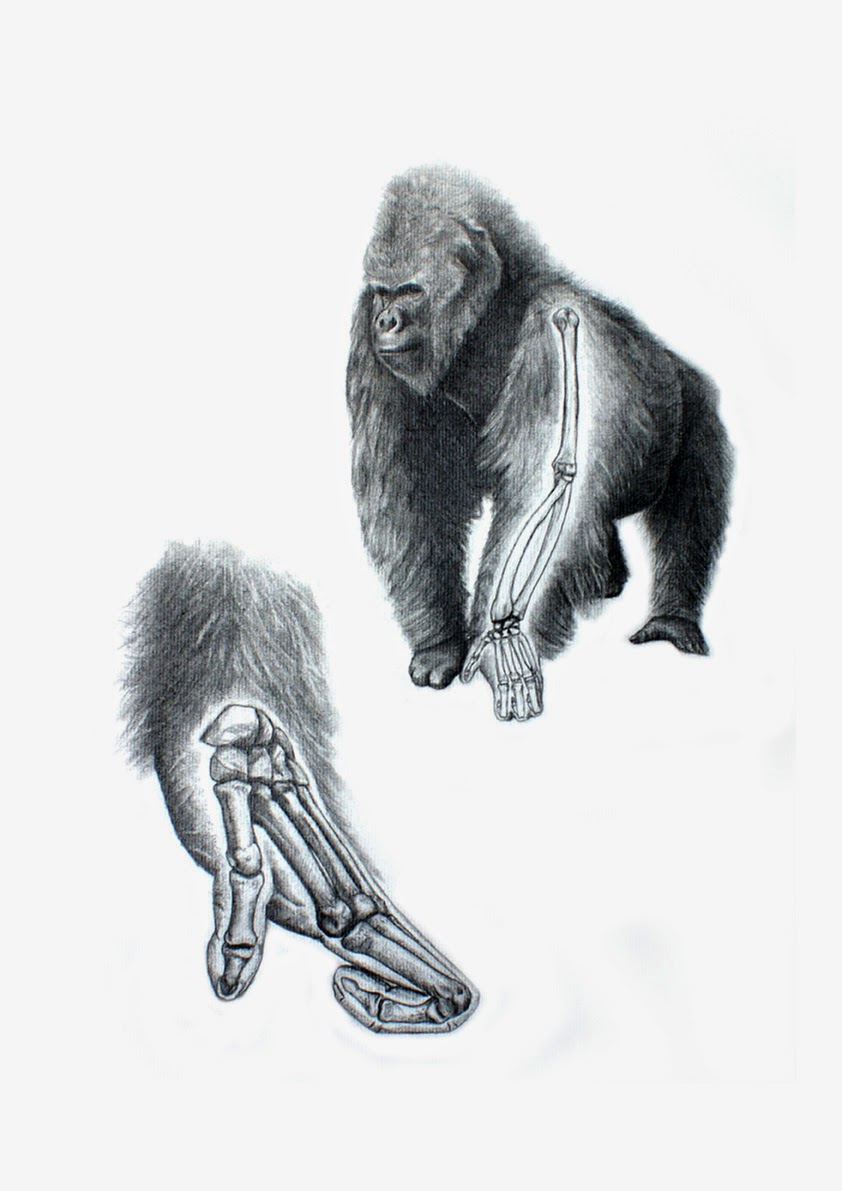 Marta Palmero Gimenez - Knuckle-Walking