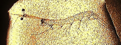 HIMB Community Education Program: LUCIFER - the planktonic shrimp