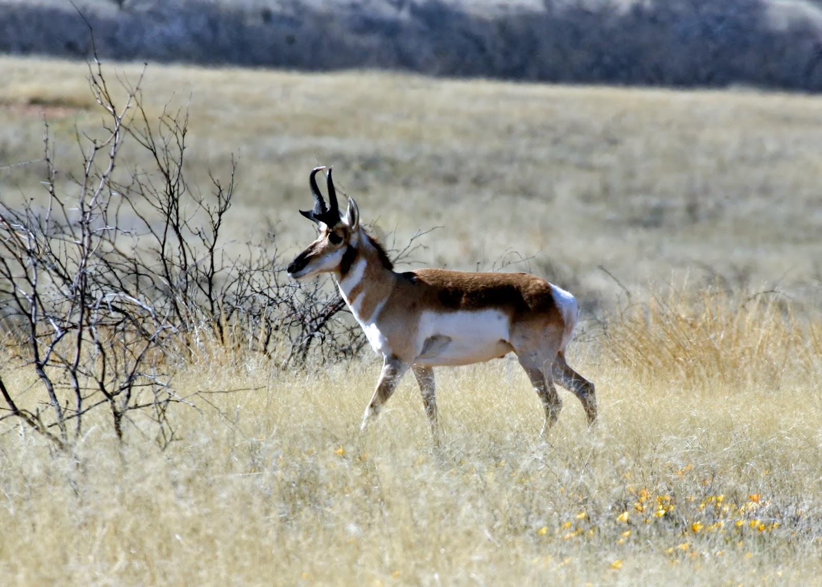 The Azure Gate: Pronghorn in Arizona