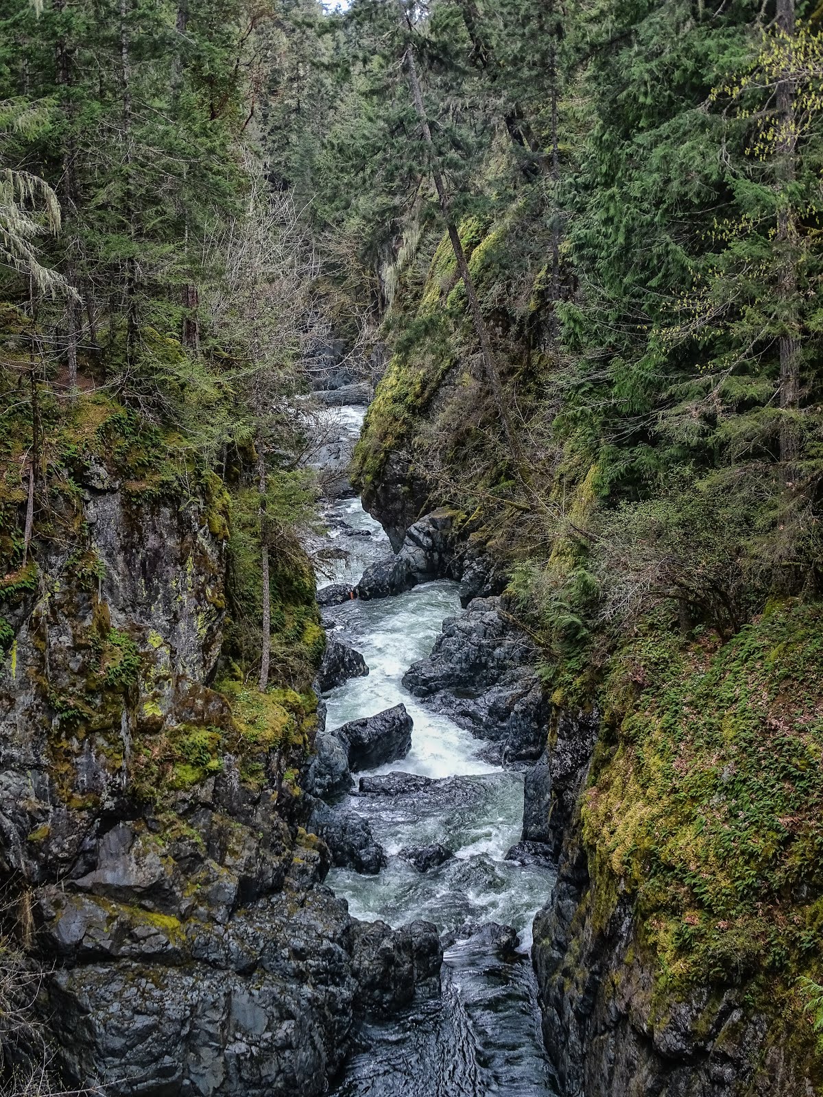 Walking Arizona: Rain Forest Canyon