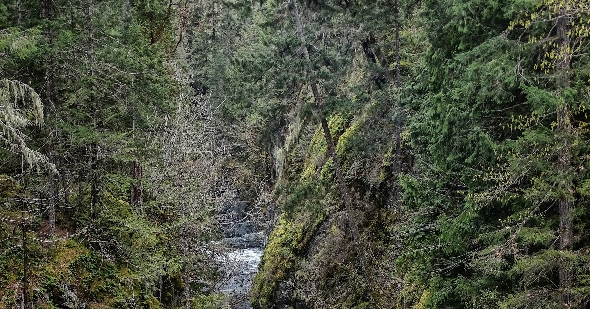 Walking Arizona: Rain Forest Canyon