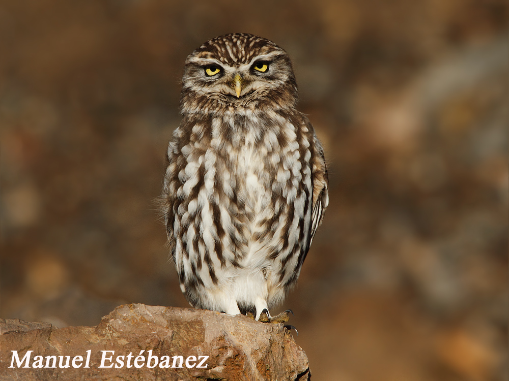 Miradas Cantábricas: Mochuelo europeo (Athene noctua)
