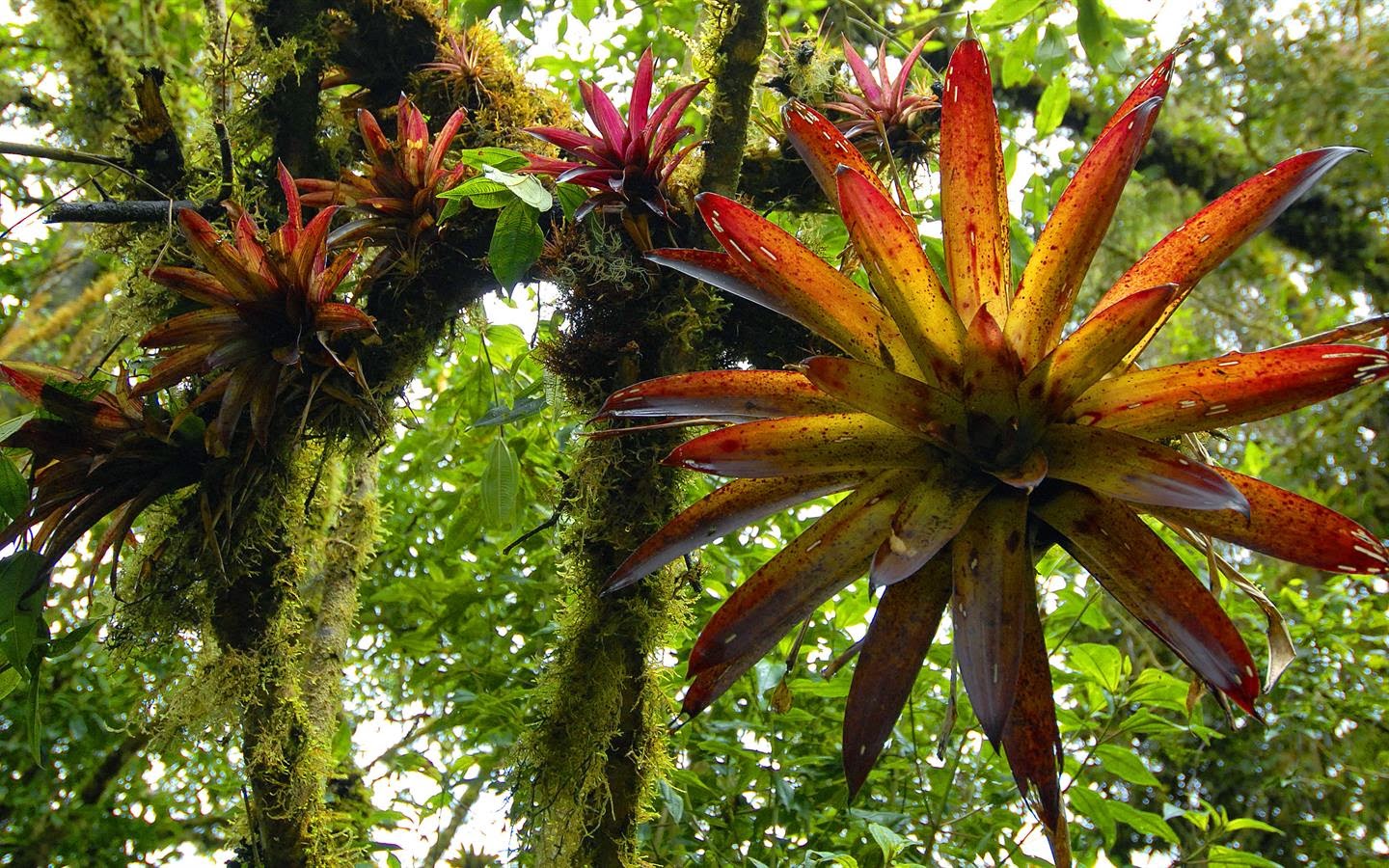 Nature is speaking - Perreault Magazine - Brigitte Perreault