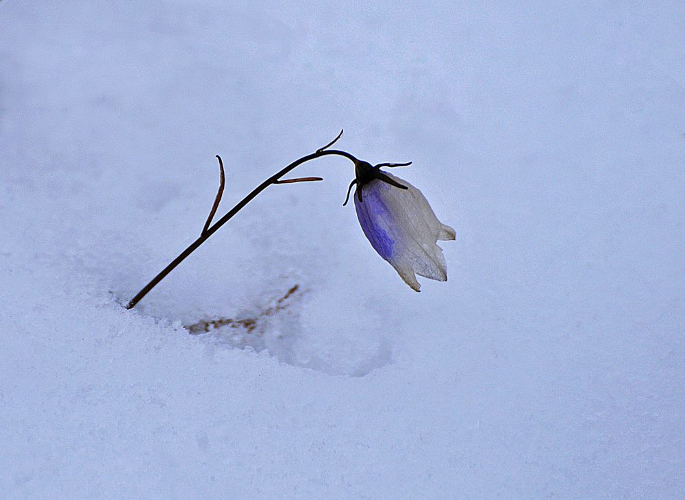 Eventyr: Da snøen fikk farge