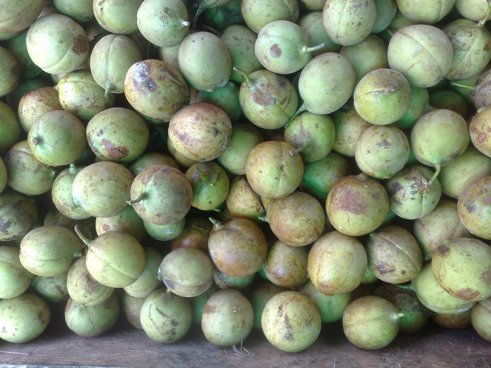 DISTILLING the NUTMEG SEED part-1