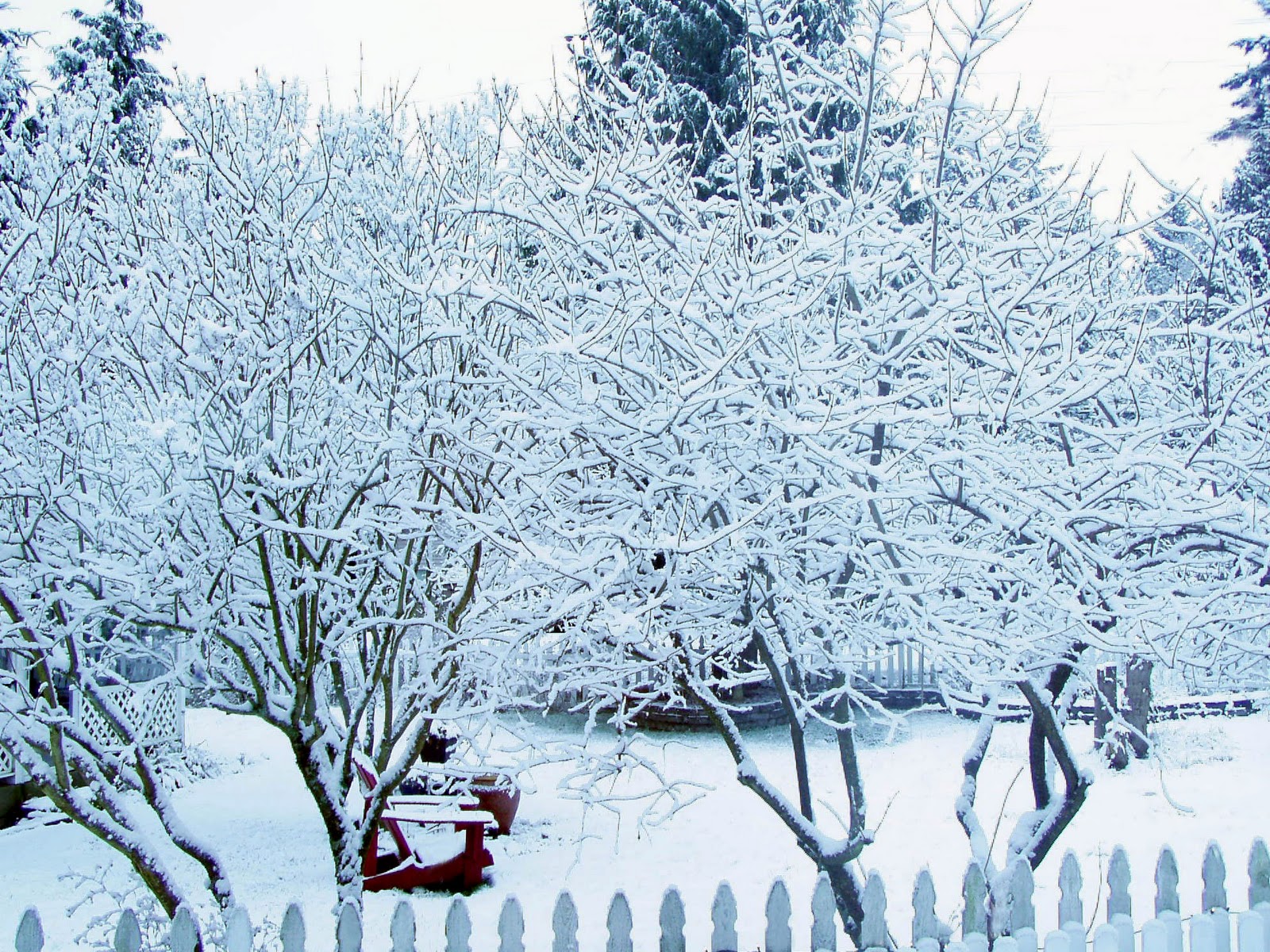 Shoreline Area News: My Backyard: Out My Window