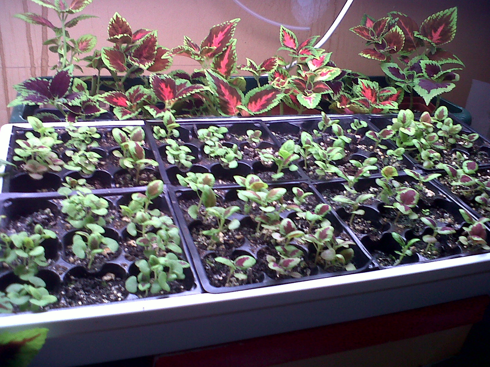 Live, Love, Climb!: Coleus Seed Propagation: Ebay Seeds (Ebay username ...