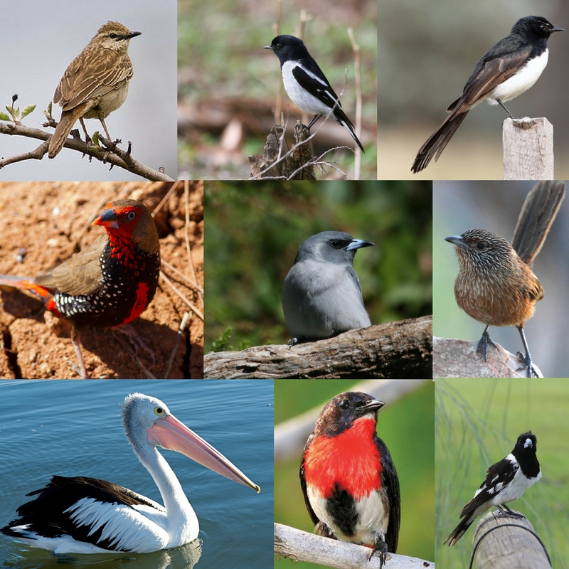 Living Outback at Isa: Birdwatching in Mount Isa