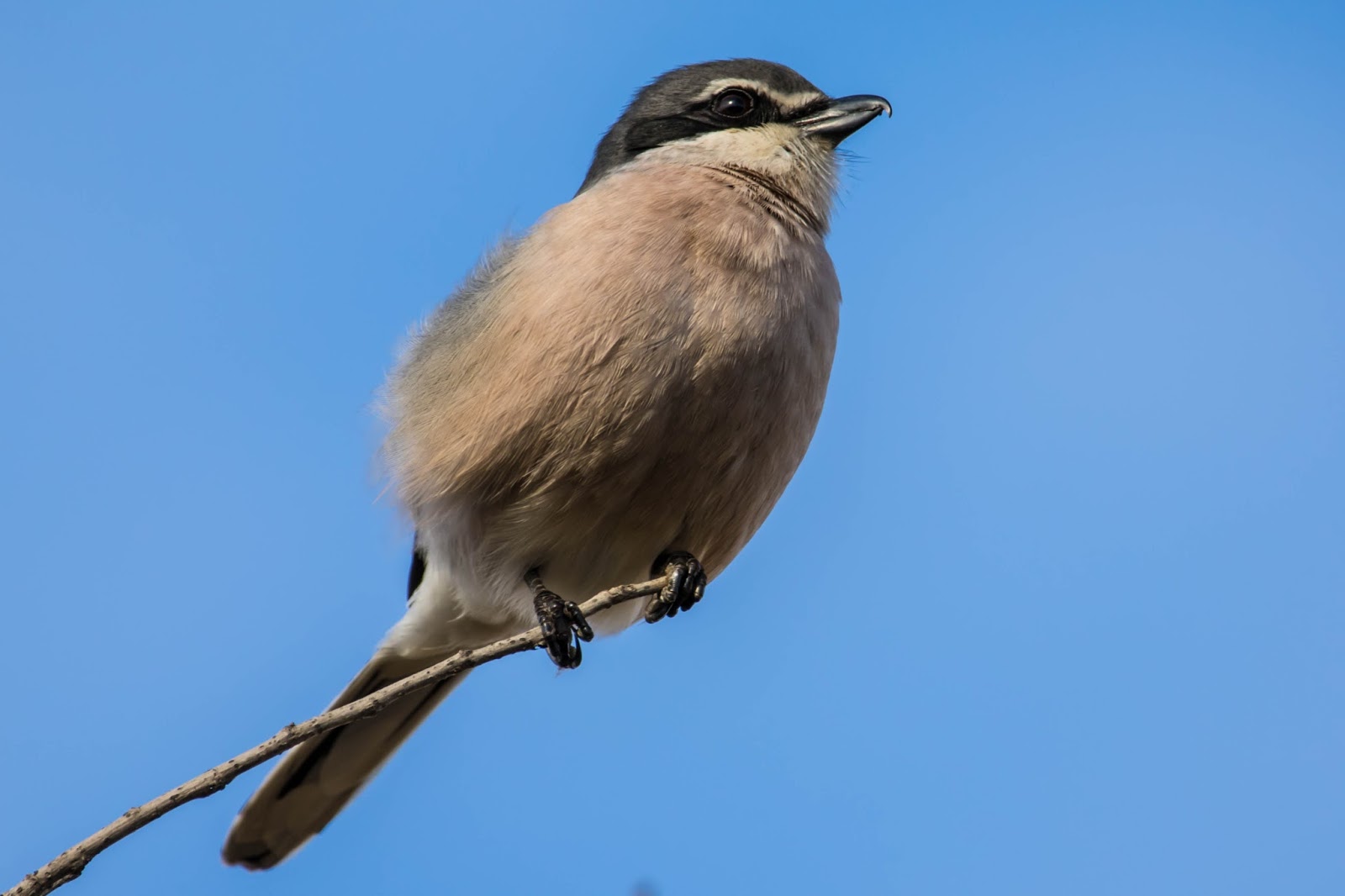 AVES DEL CIELO - BIRDS OF HEAVEN: Alcaudón real (Lanius meridionalis ...