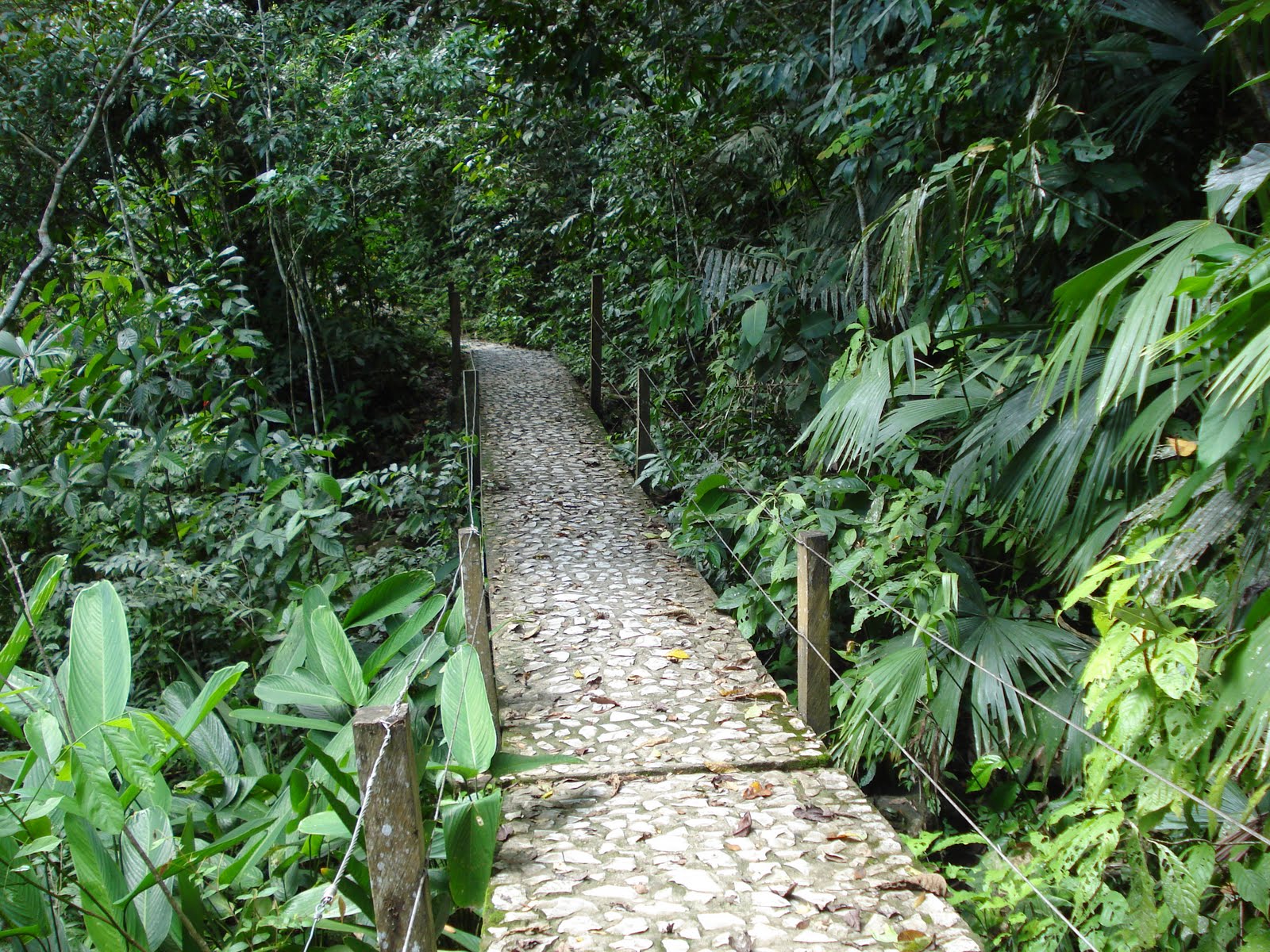 DORADAL POR DESCUBRIR: RIO CLARO