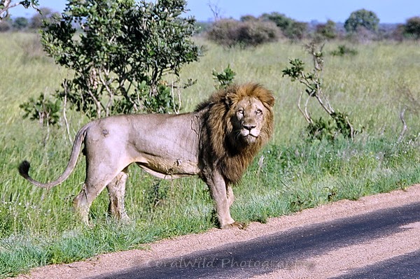 Coral Wild - A Safari Guides Diary: When the buffalo chased off the ...