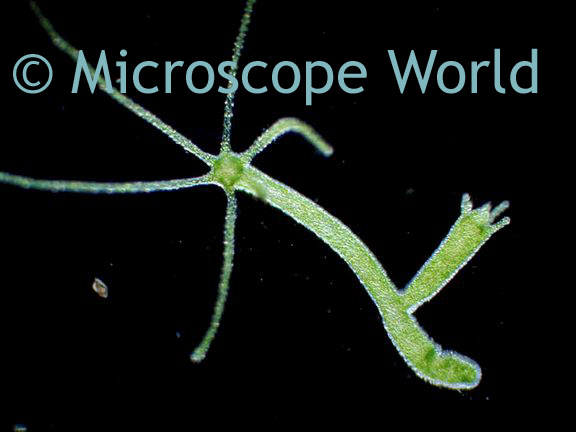 Microscope World Blog: Hydra