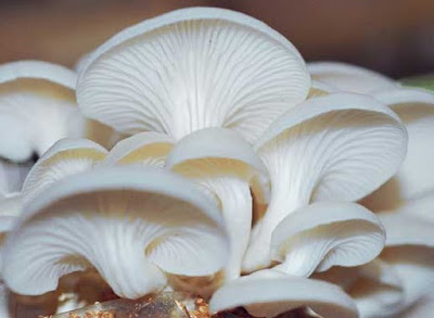 Pengertian Dan Ciri-Ciri Jamur