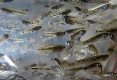 Charales | Acuario KISS