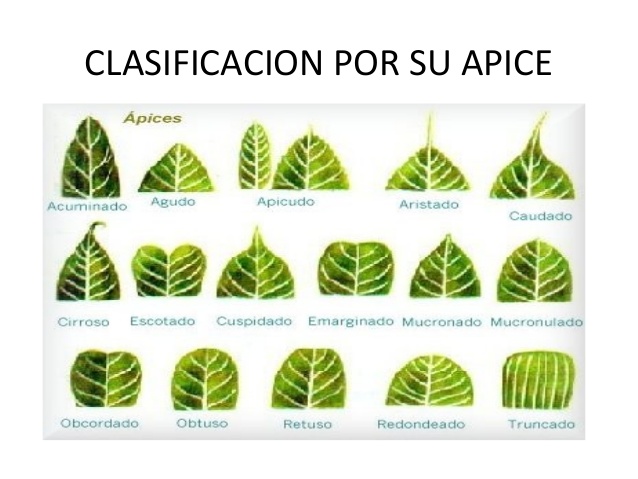 Una mirada al entorno.: Hojas