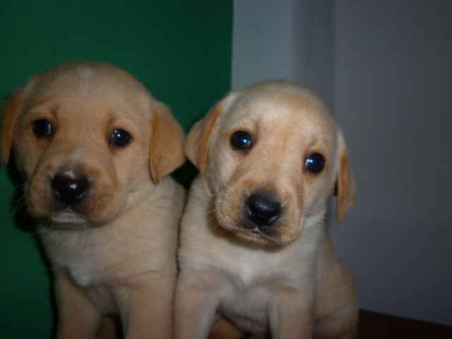 Labradori: Rasa Labrador