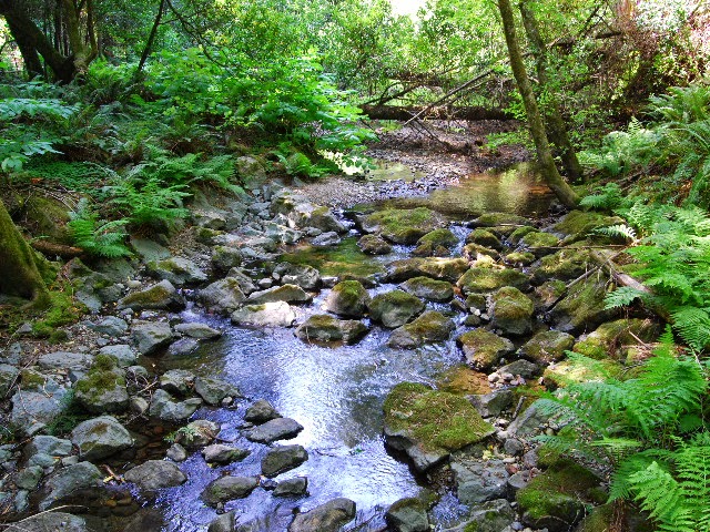 Al's Photography Blog: Muir Woods Stream