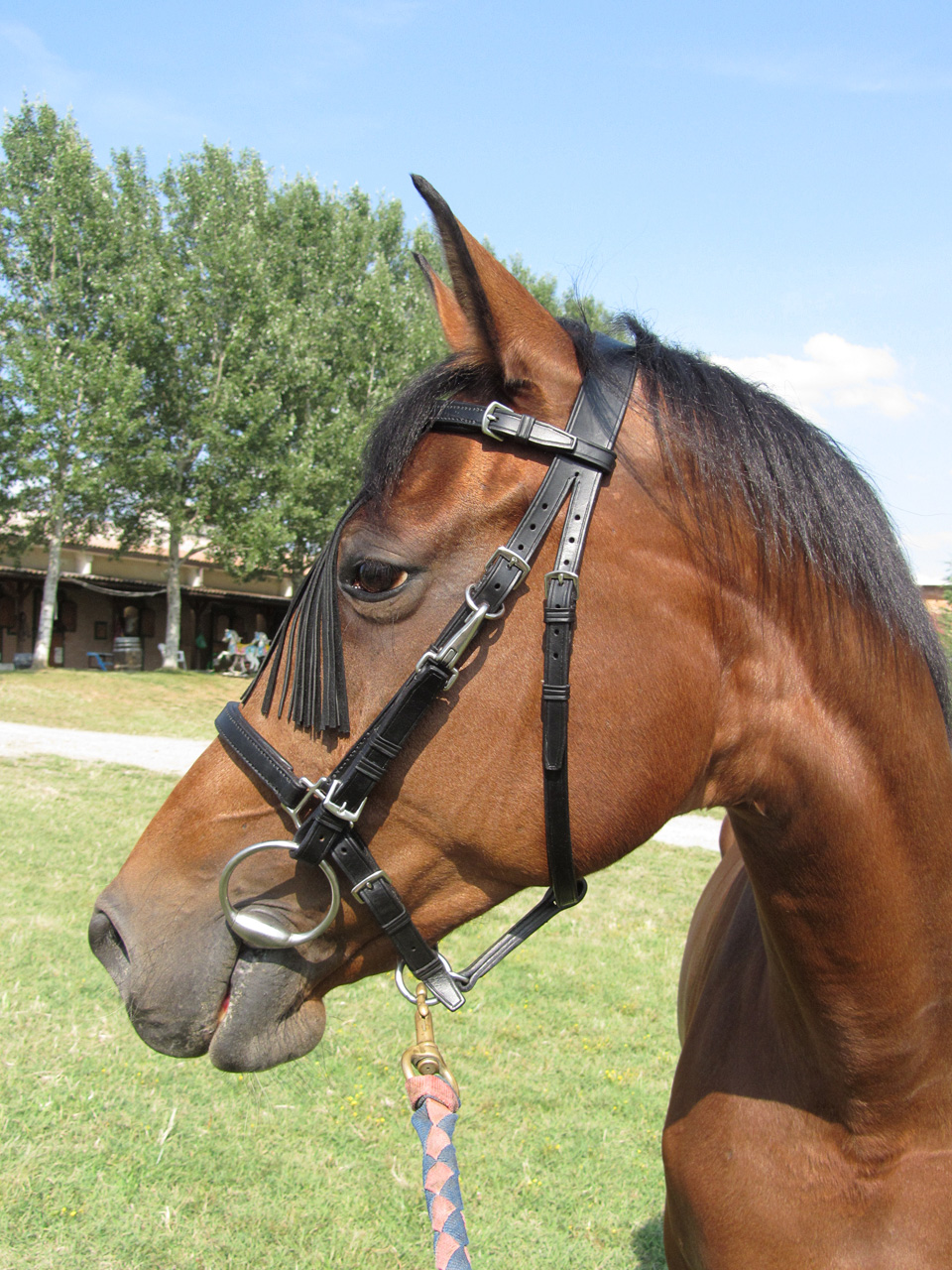 Sketches from the Saddlery - Leather items made in Italy: Bridle-halter ...