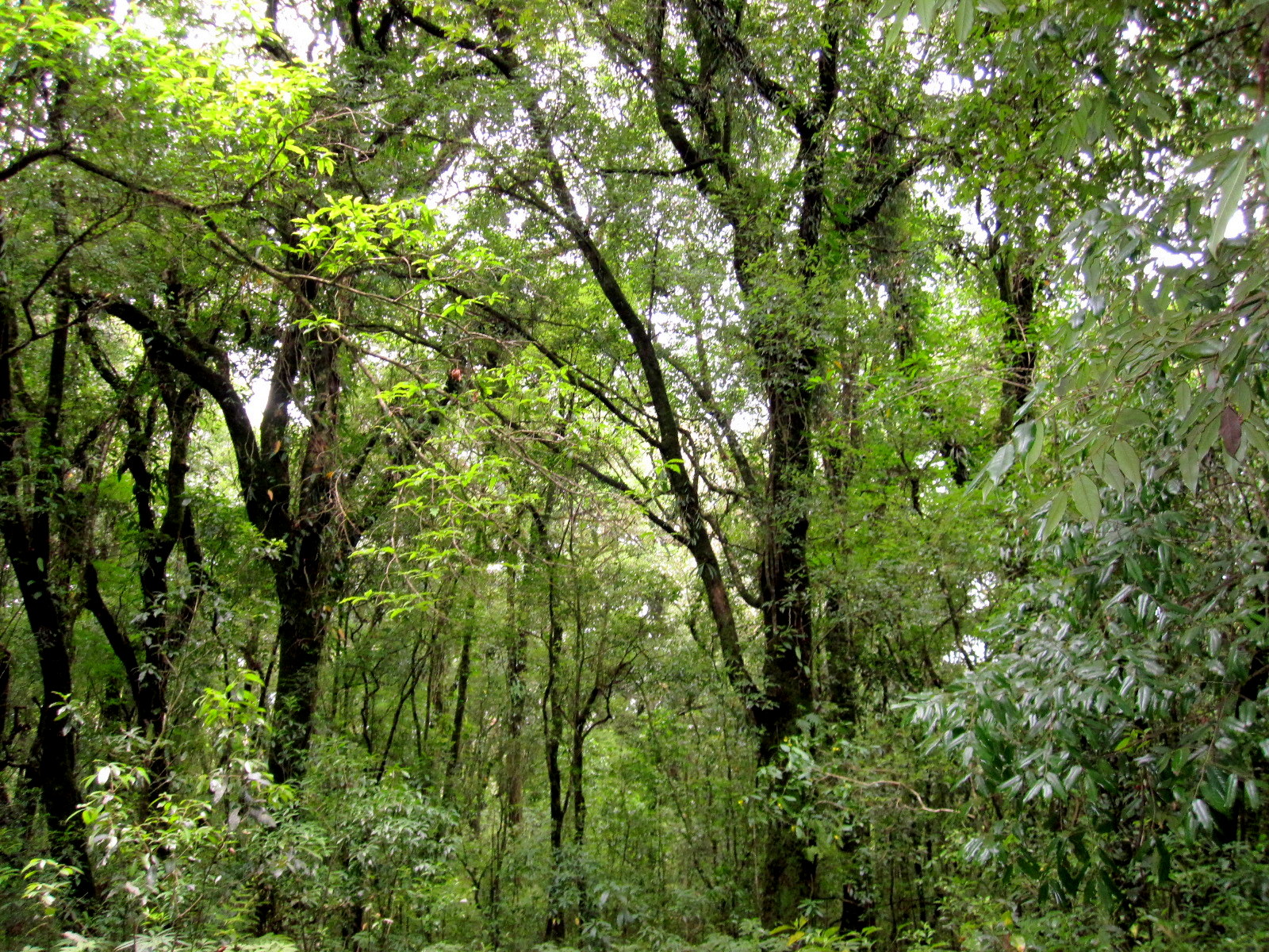 Dance of The Happy Shades