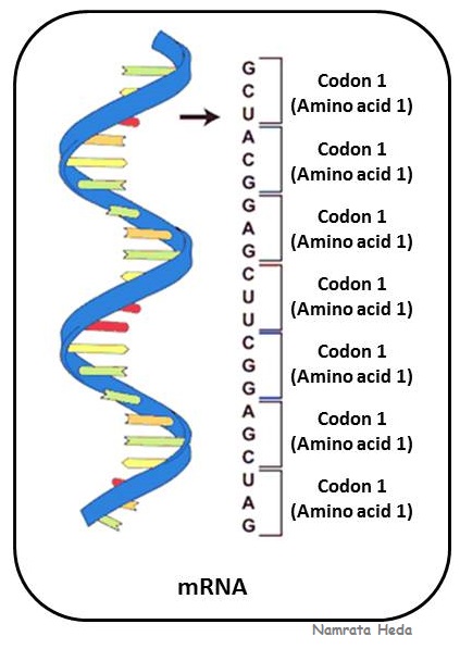 B for Biology: Biomolecules of the Cell - Nucleic Acids (Part 2)