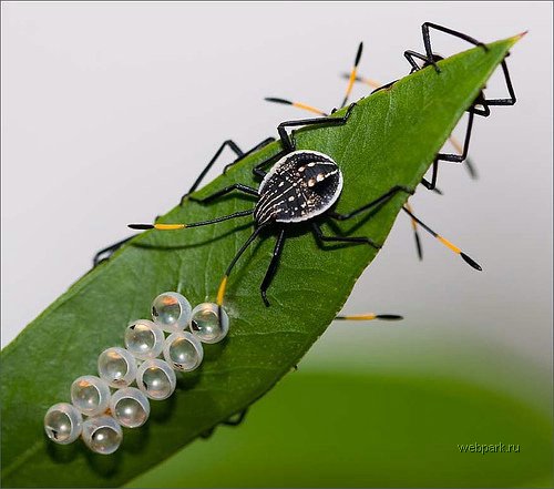 Miss Angie's Place: INSECTS